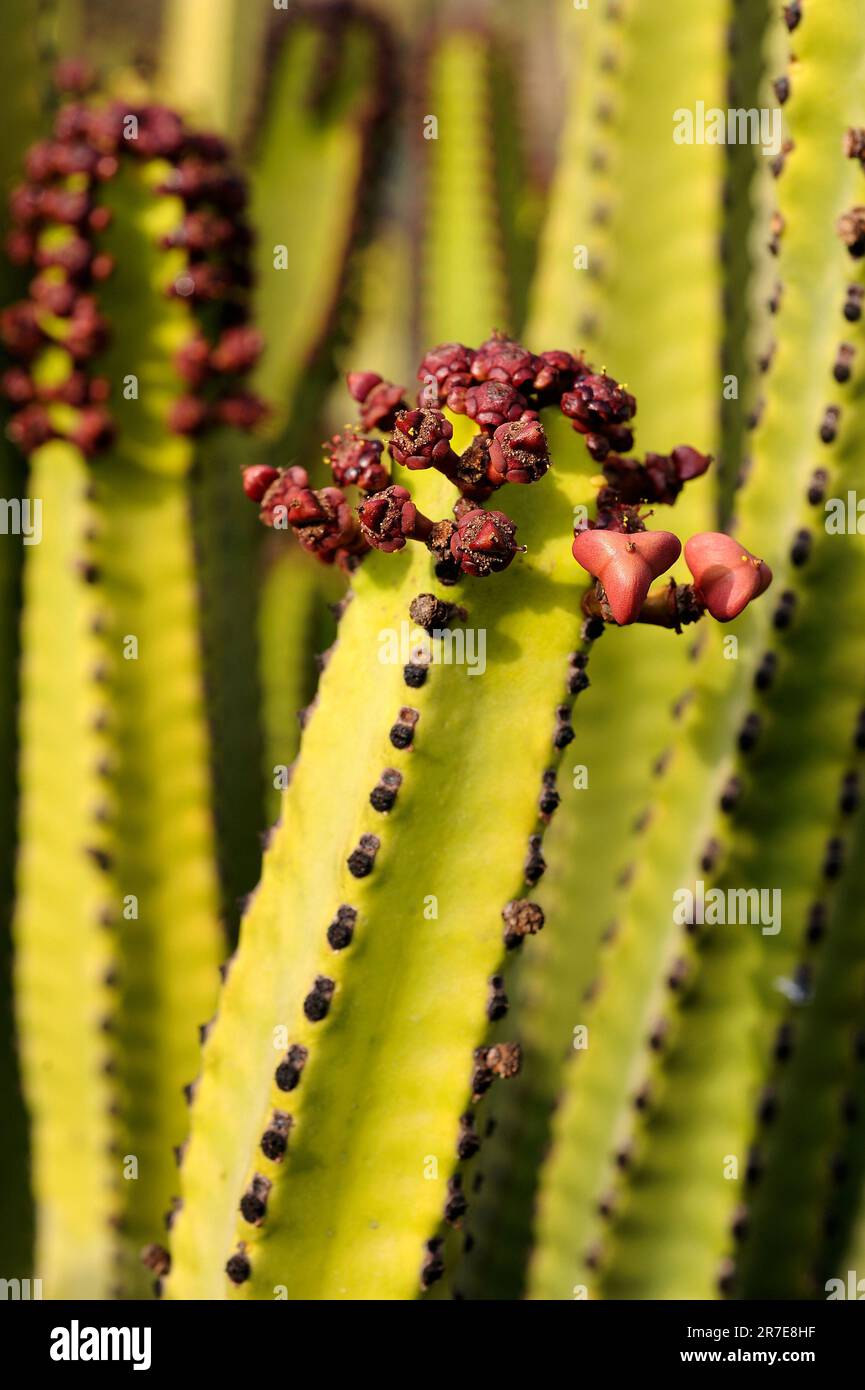 Flowers and fruits of Euphorbia canariensis endemic plant of Canary ...