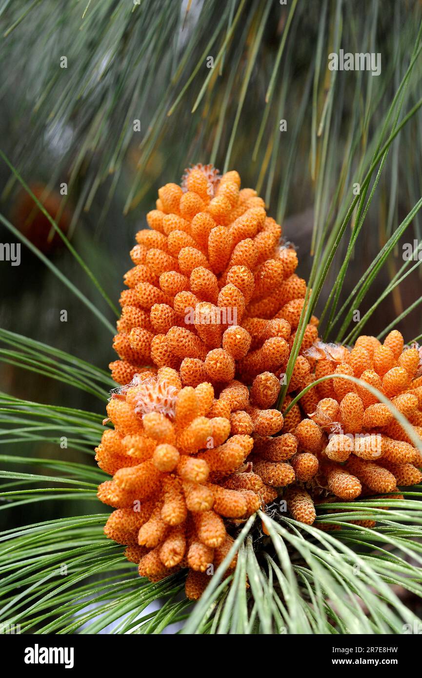Pinus canariensis leaves hi-res stock photography and images - Alamy