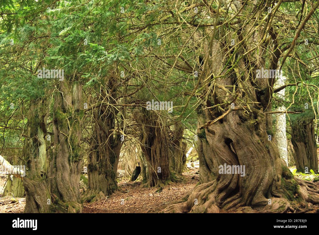 Yew or black yew (Taxus baccata) is a gimnosperm species relict from ...