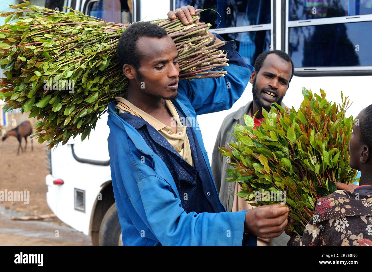 Khat or qat sales in Harar. Khat (Catha edulis) contains an alkaloid ... Khat or qat sales in Harar. Khat (Catha edulis) contains an alkaloid ...