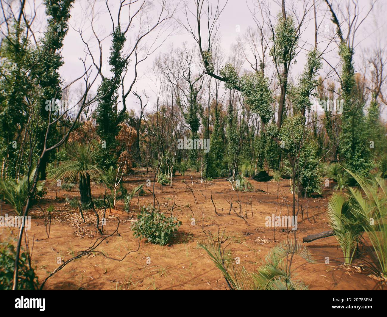 Yanchepnationalpark hi-res stock photography and images - Alamy