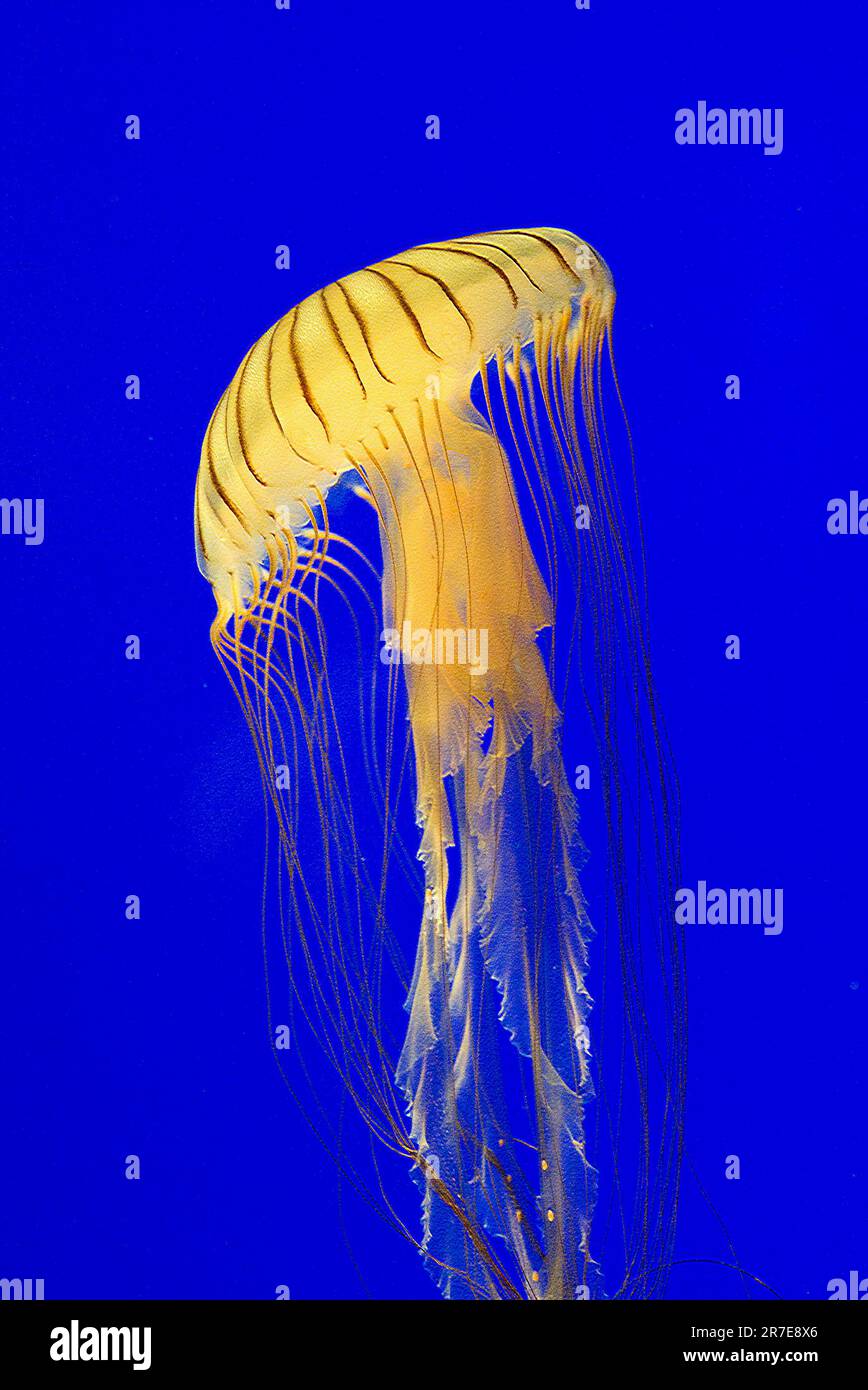 Sea Nettle Jellyfish Classification