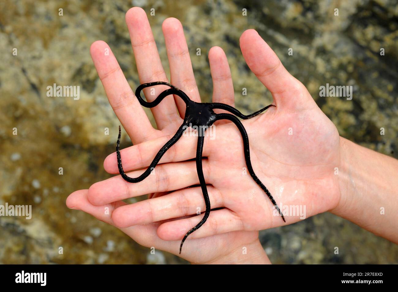 Ophiuroidea hi-res stock photography and images - Alamy