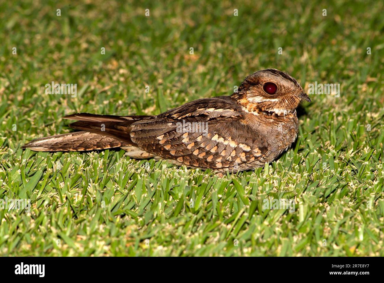 Cryptic plumage hi-res stock photography and images - Alamy