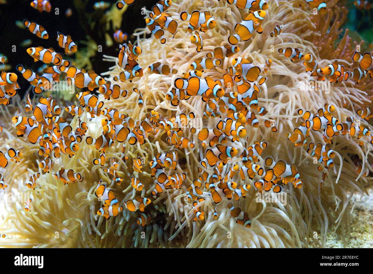 Clownfish colony hi-res stock photography and images - Alamy