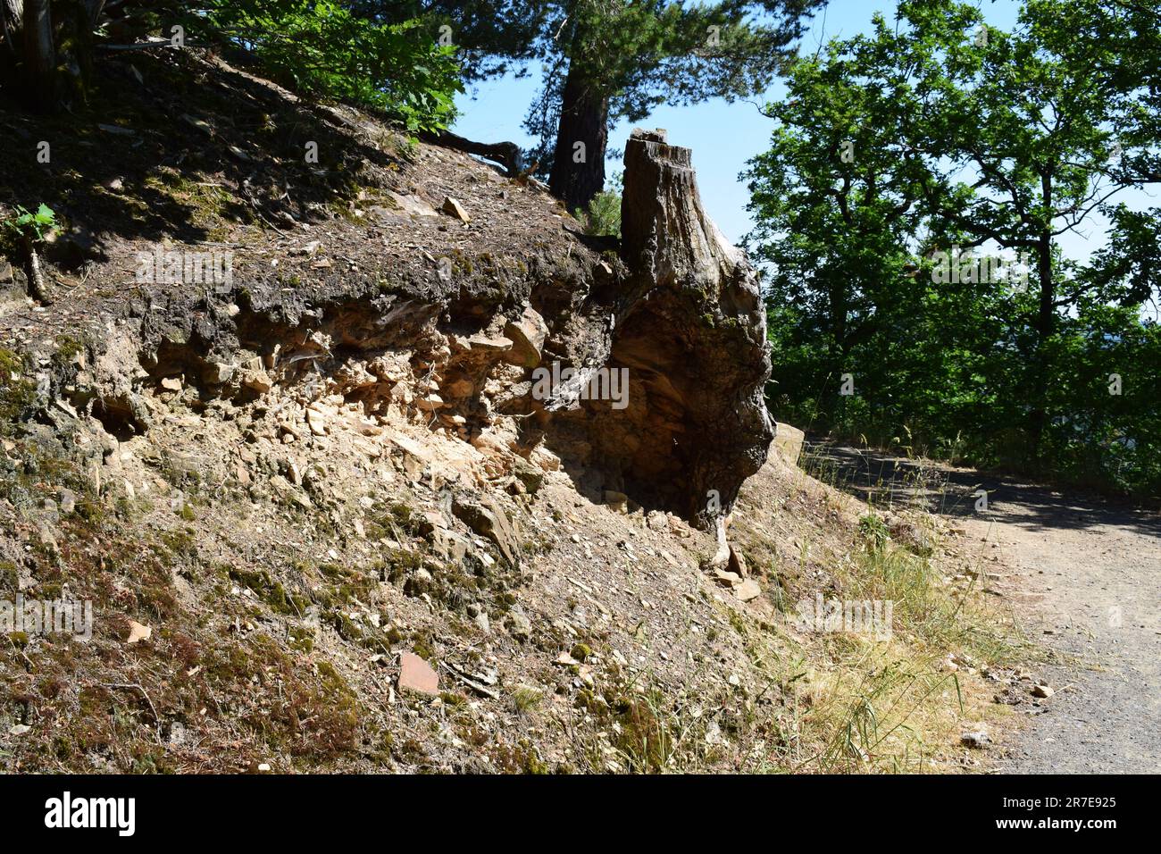 Hiking trail with a root holding the hillside Stock Photo - Alamy