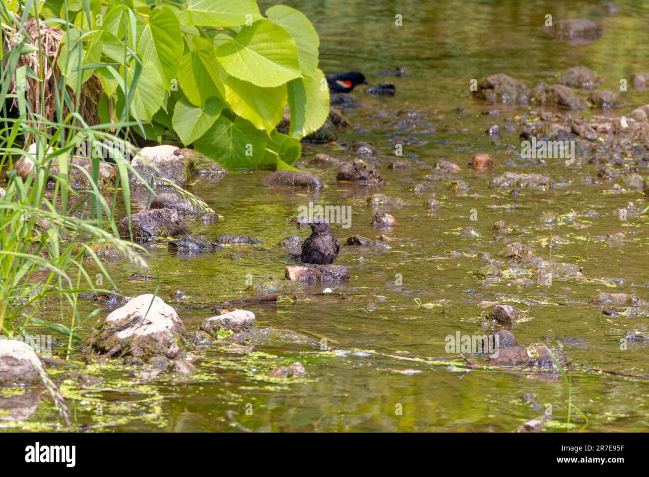 The Common grackle bathing in a stream Stock Photo - Alamy