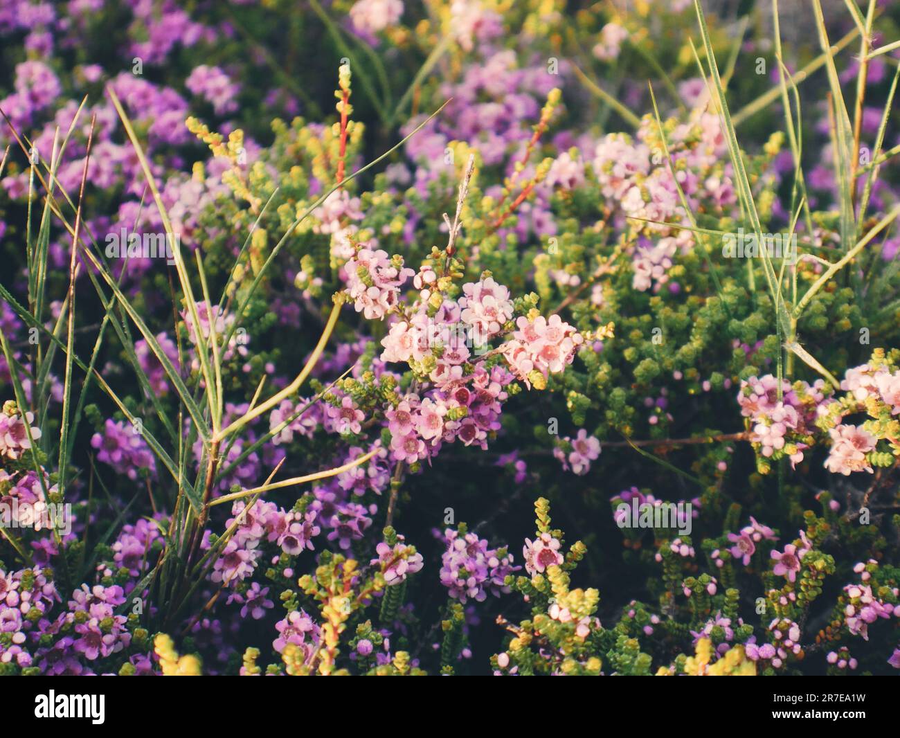 Australianadventure hi-res stock photography and images - Alamy