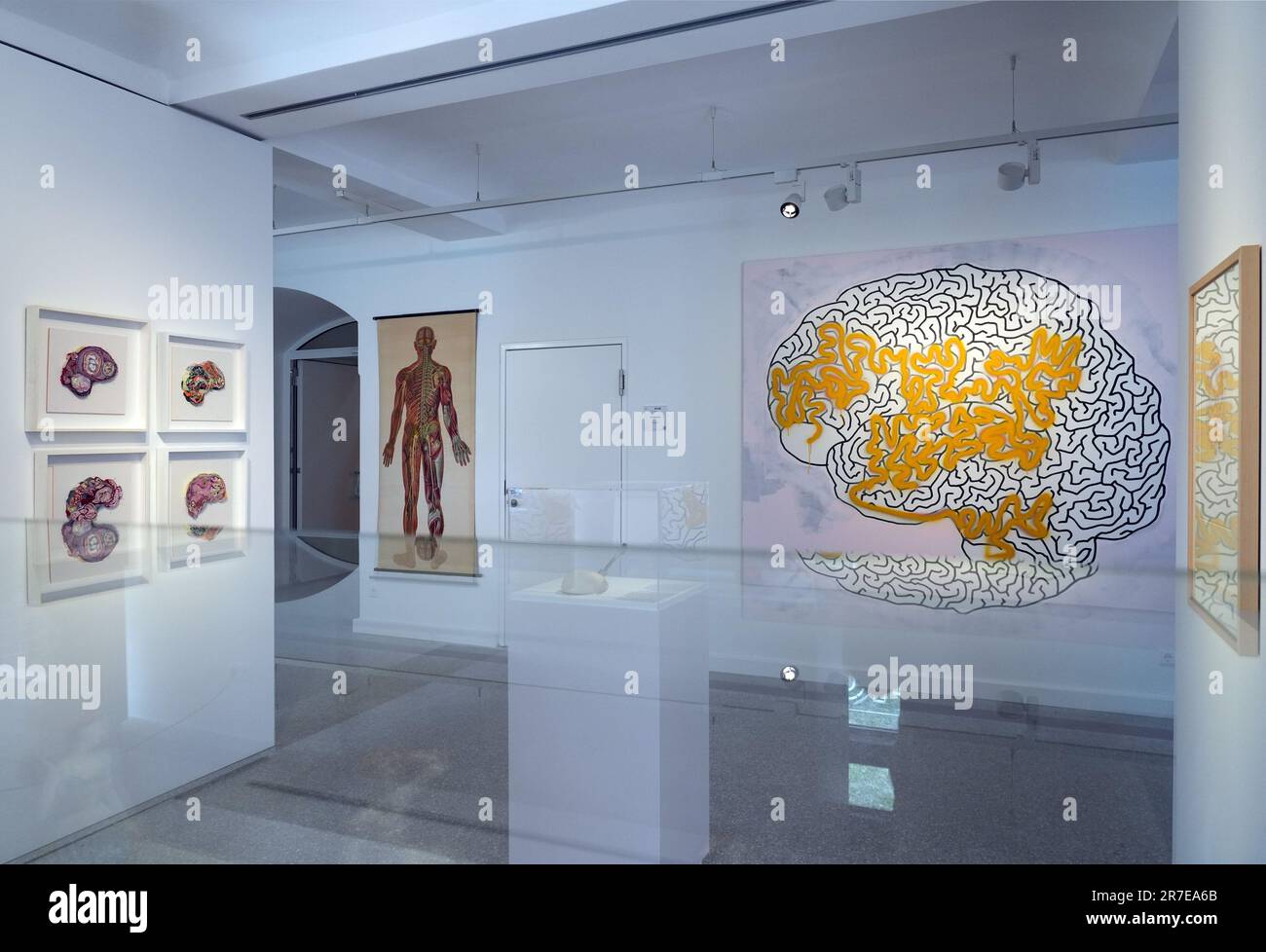 Berlin, Germany. 12th June, 2023. Representations of the human brain ...