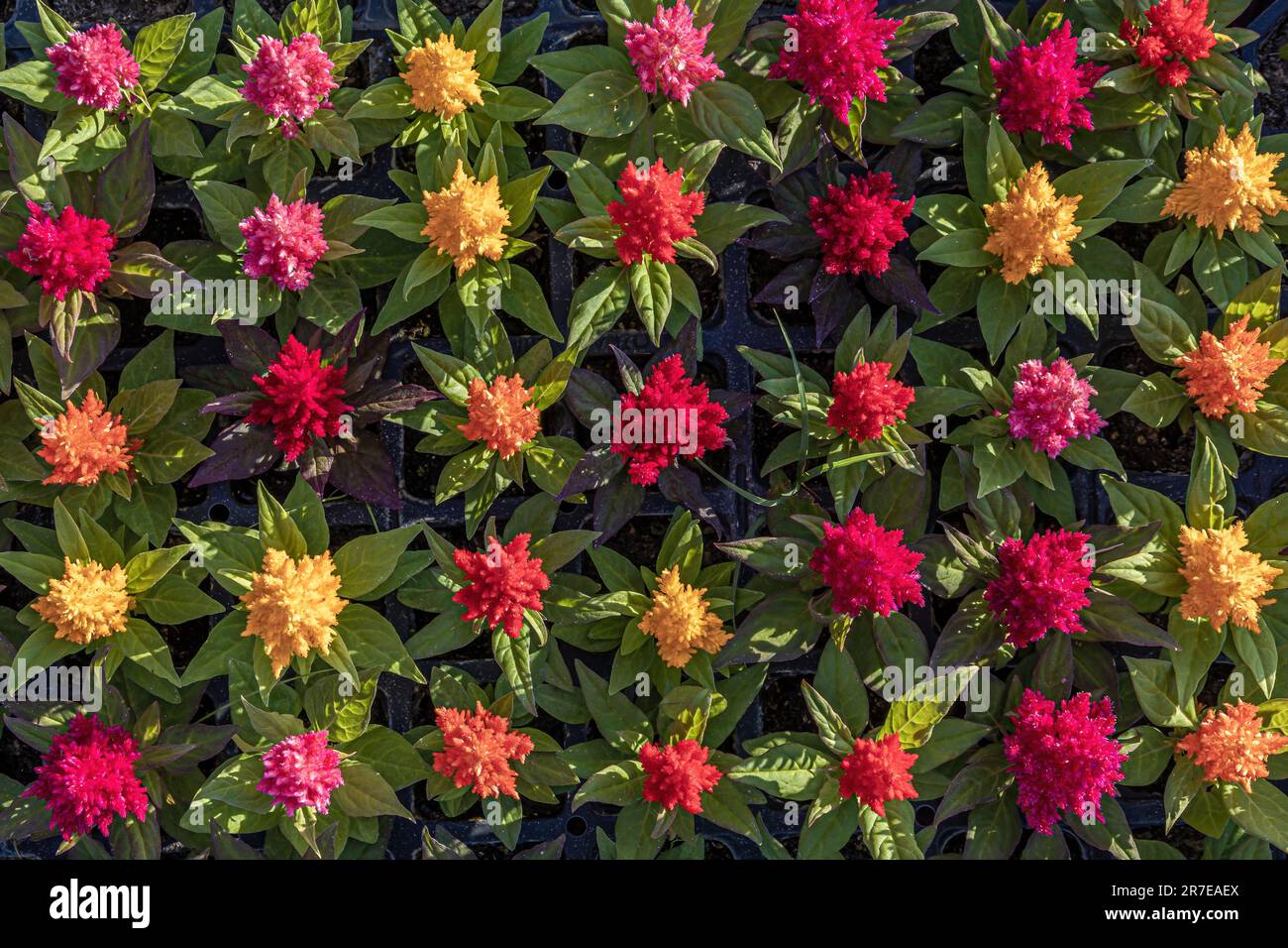 Texture background of a plant leaf for overlay or texture design Stock ...