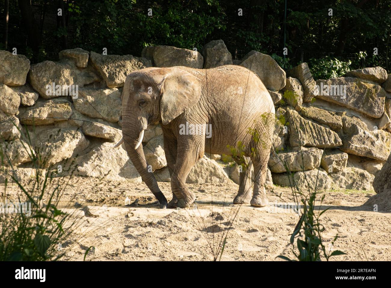 An African elephant in a European zoo walks around the territory Stock ...