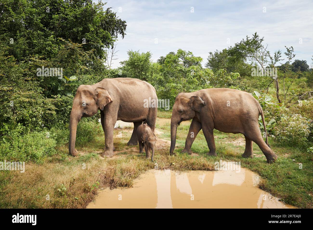 Herd of elephants walking together through wild nature in Sri Lanka ...