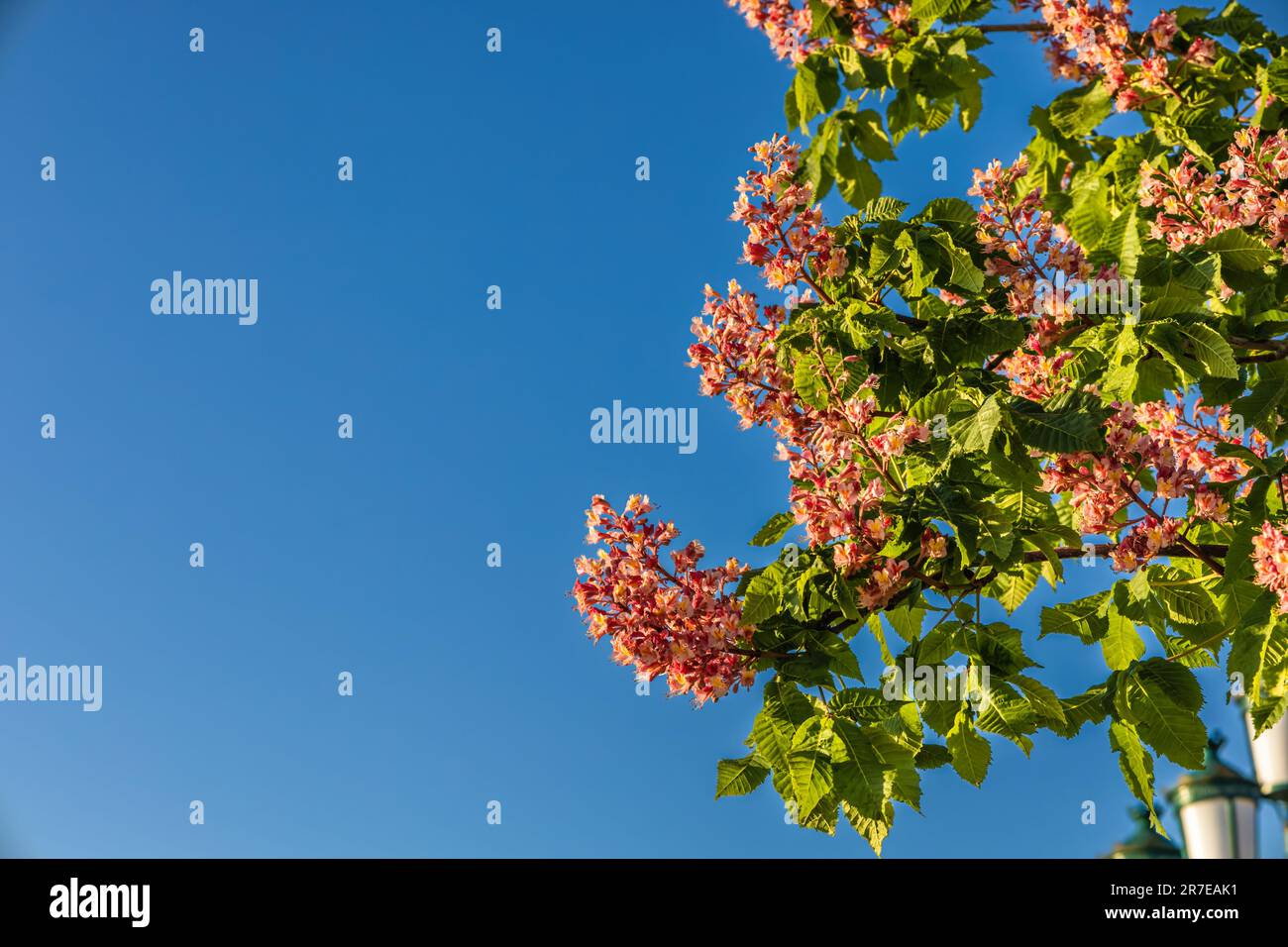 Background screensaver spring flowering vegetation in the park or city ...