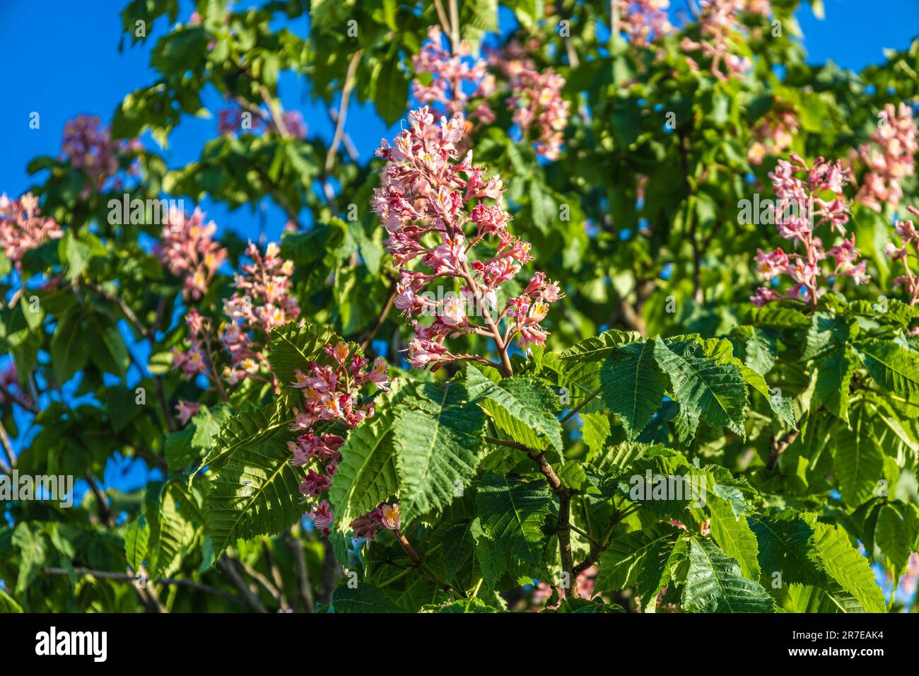 Background screensaver spring flowering vegetation in the park or city ...