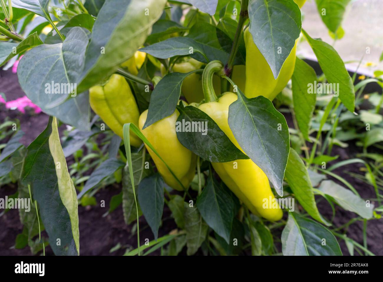 bell pepper on a bush garden Stock Photo - Alamy
