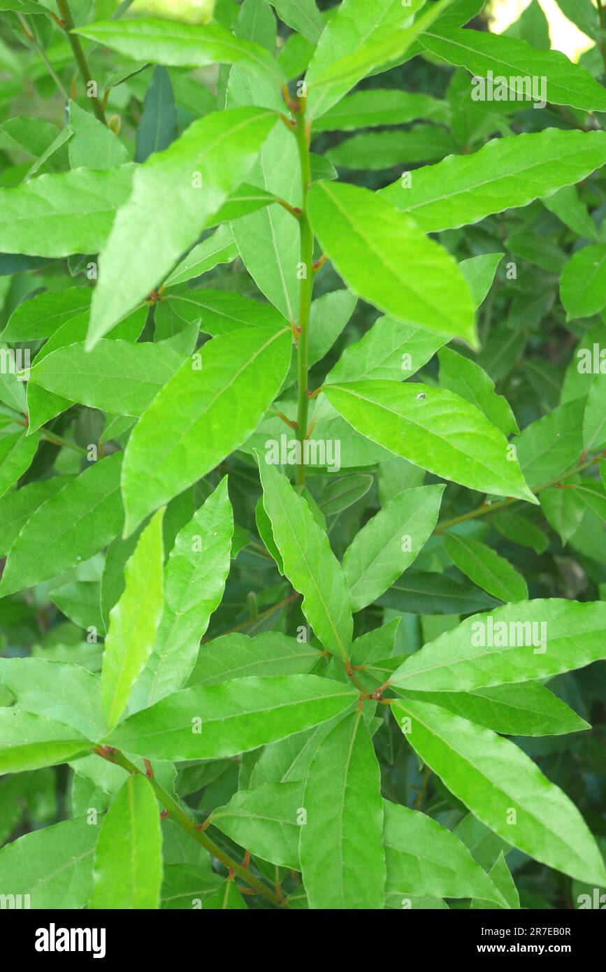 New leaves on a bay tree, Laurus nobilis, in a garden, Szigethalom ...
