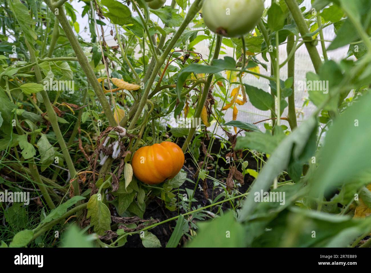 tomato on a bush in a garden in a greenhouse Stock Photo - Alamy