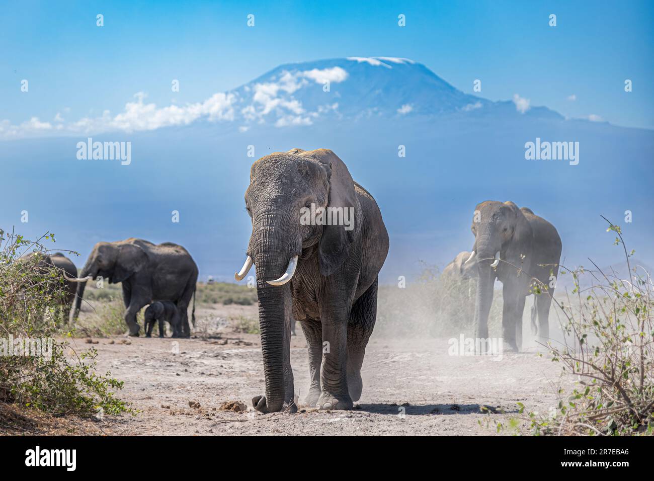 The elephants with Mount Kilimanjaro in the background. AMBOSELI ...