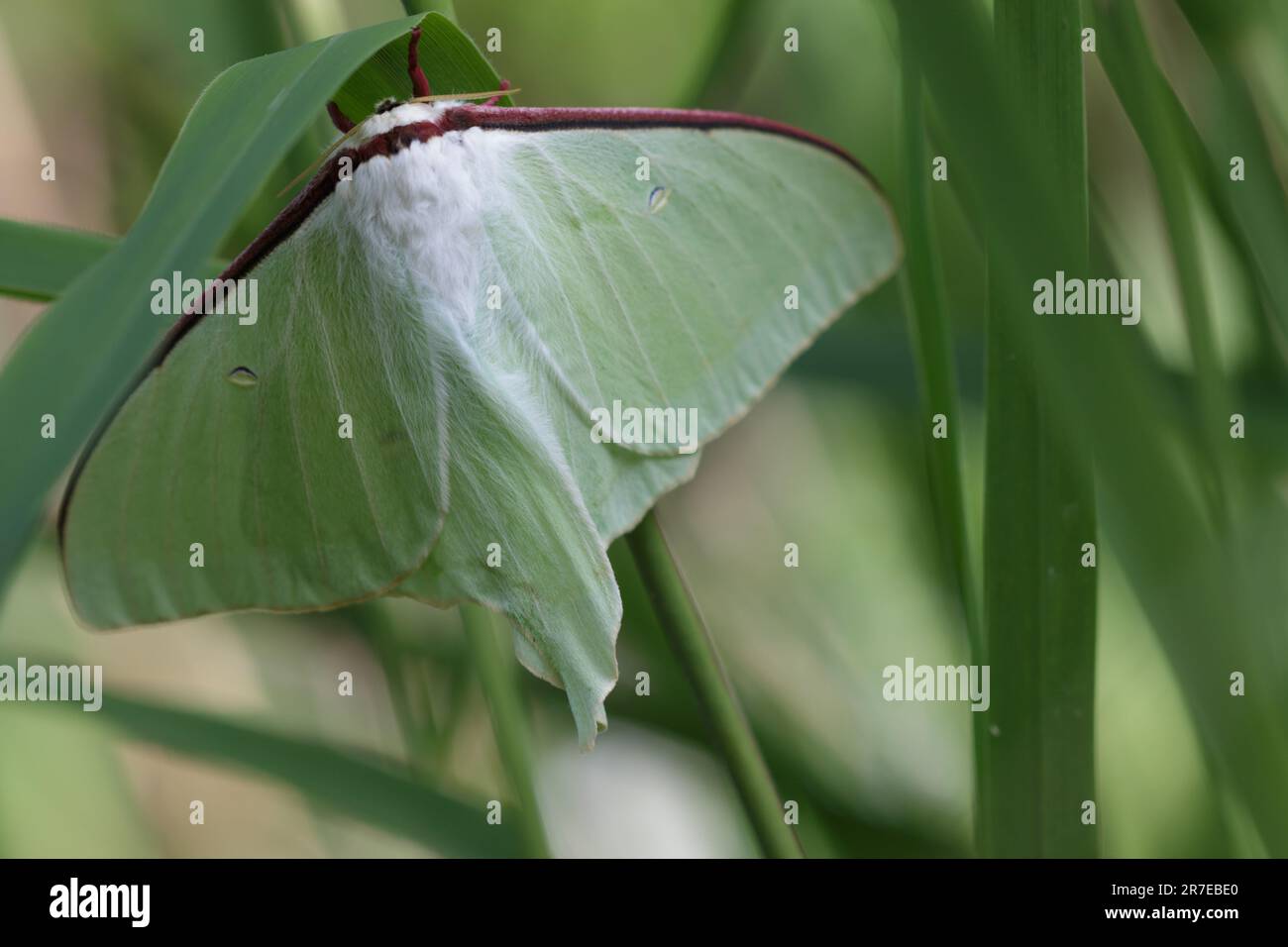 Asian moth hi-res stock photography and images - Alamy