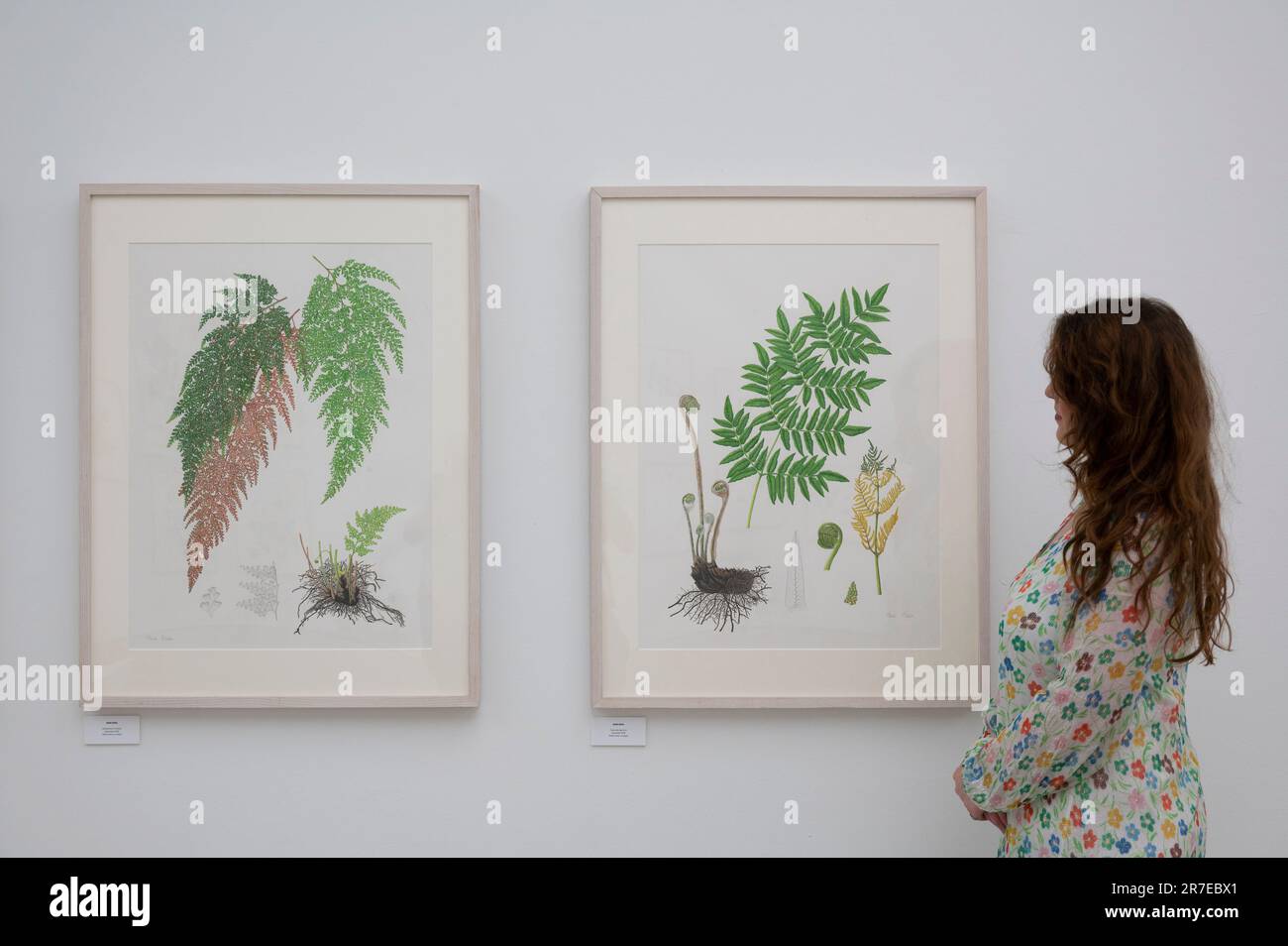 Saatchi Gallery, London, UK. 15th June, 2023. The RHS Botanical Art ...