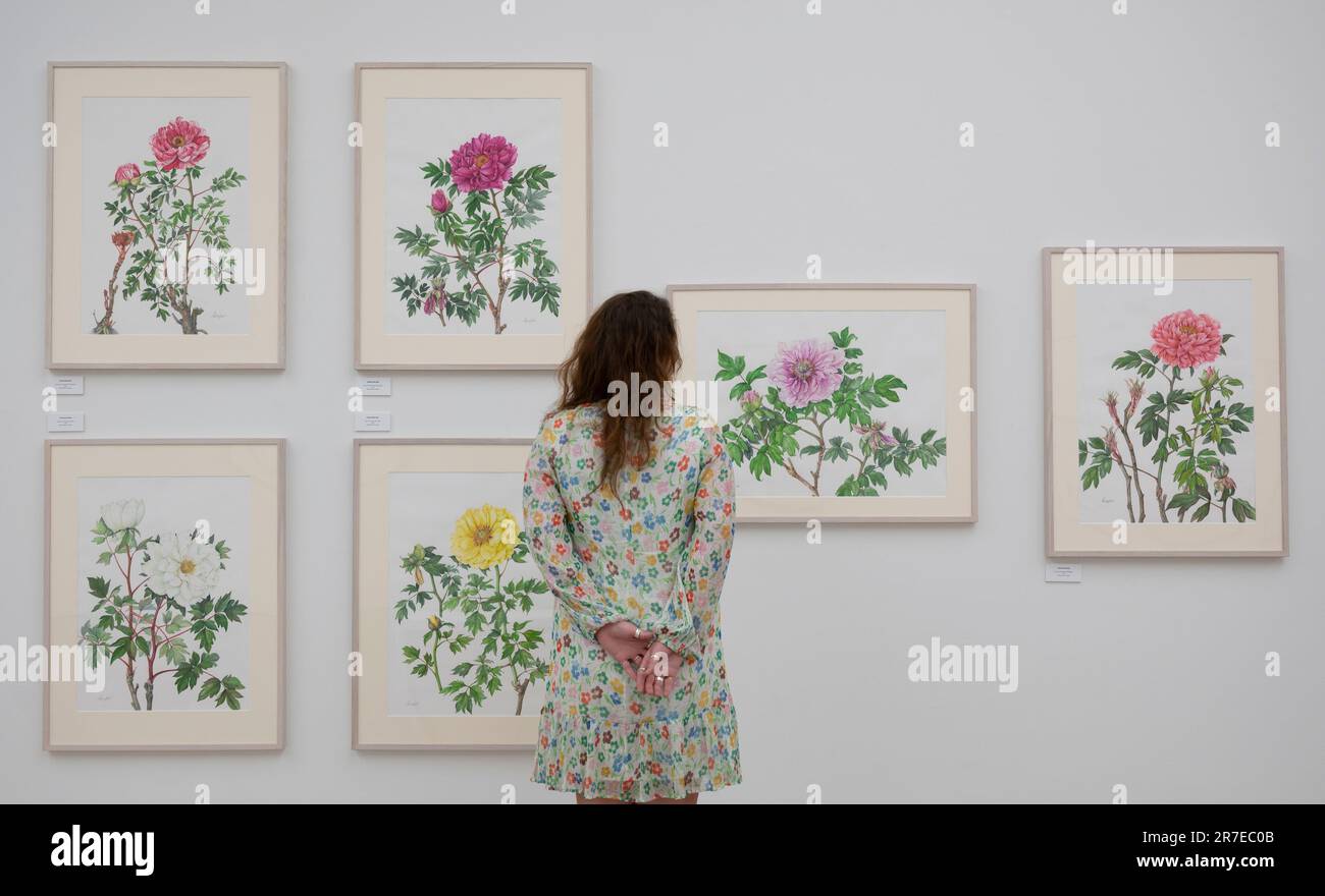 Saatchi Gallery, London, UK. 15th June, 2023. The RHS Botanical Art ...