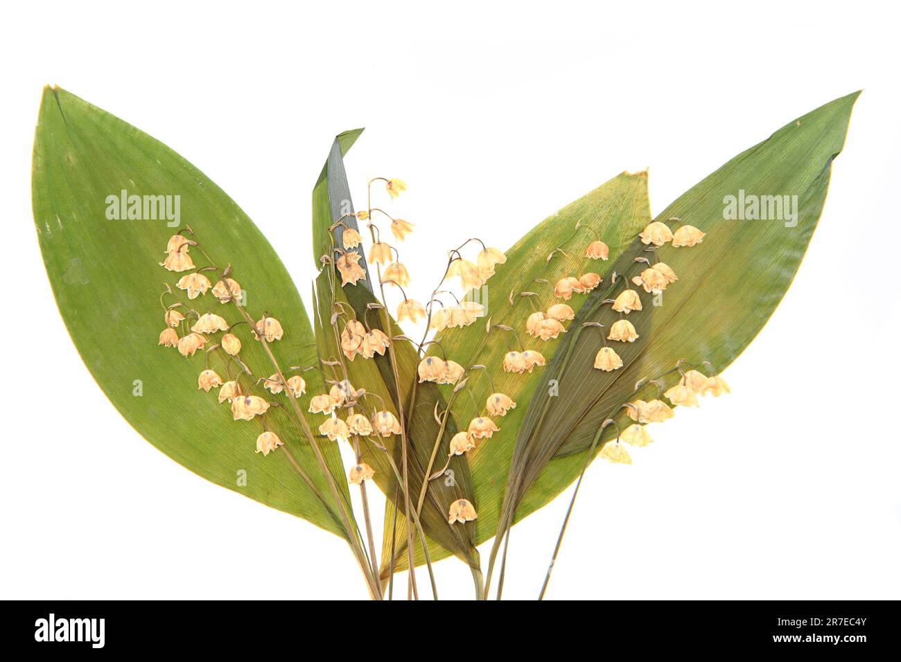 dried spring flower lily of the valley Stock Photo - Alamy