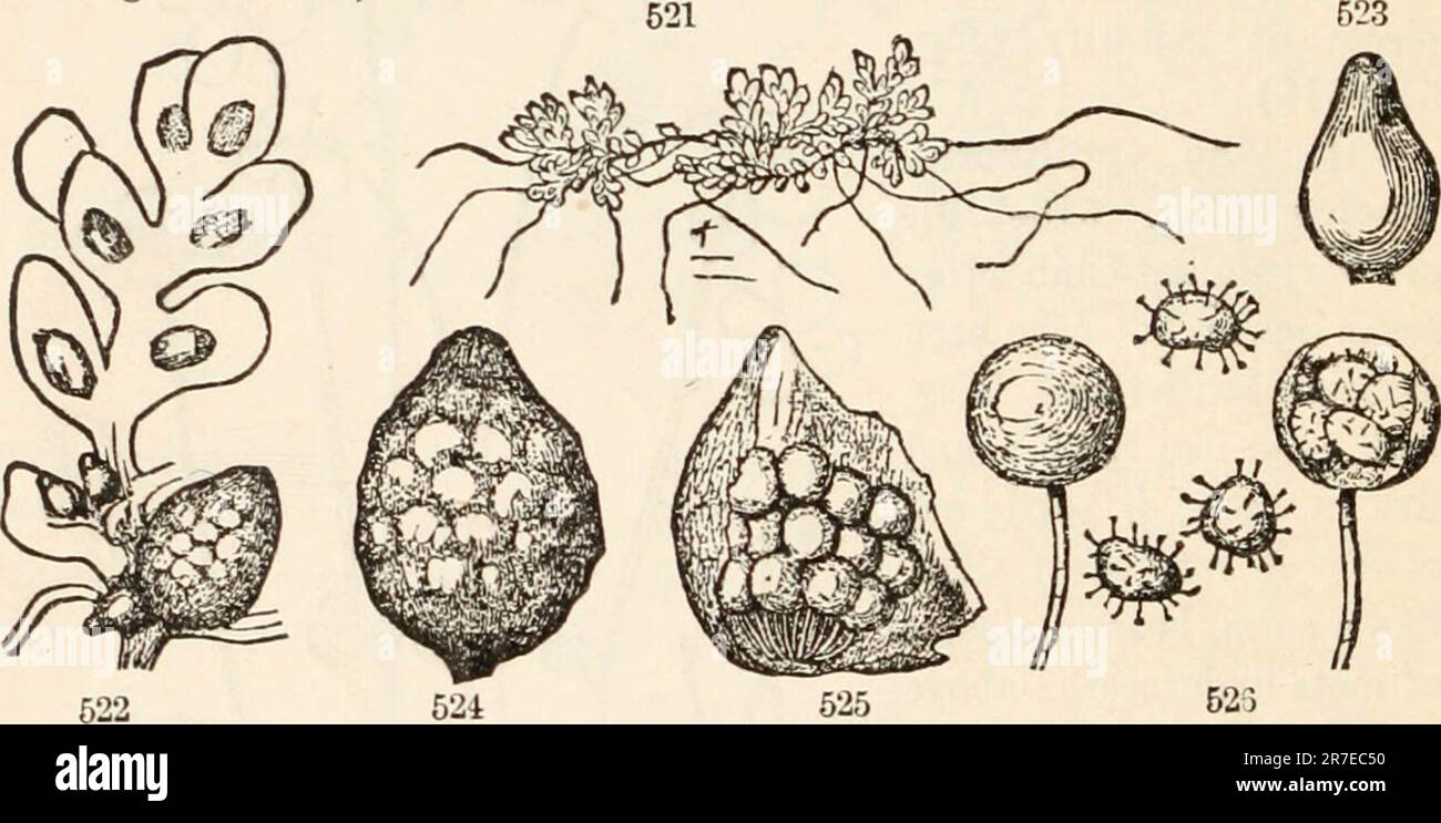heix globular or pill-shaped fruit (Sporocarps) on the lower part of ...