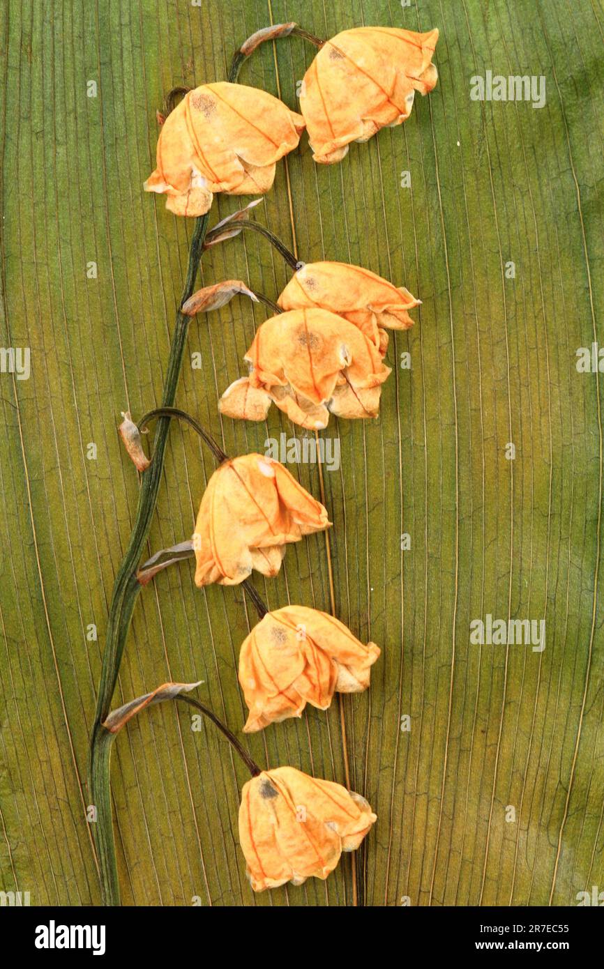 Dried lily flowers and leaves hi-res stock photography and images - Alamy