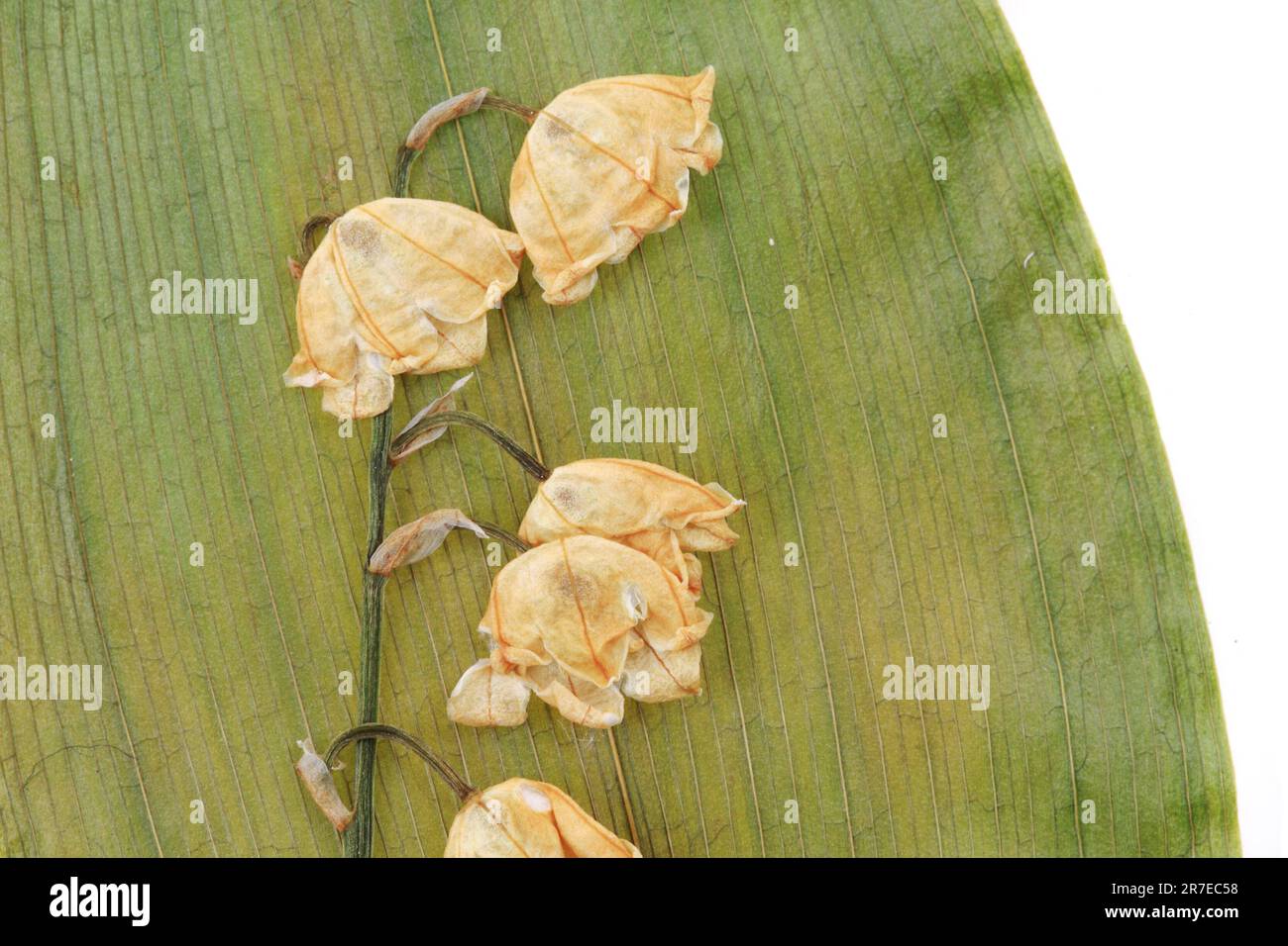 Dried lily flowers hi-res stock photography and images - Alamy