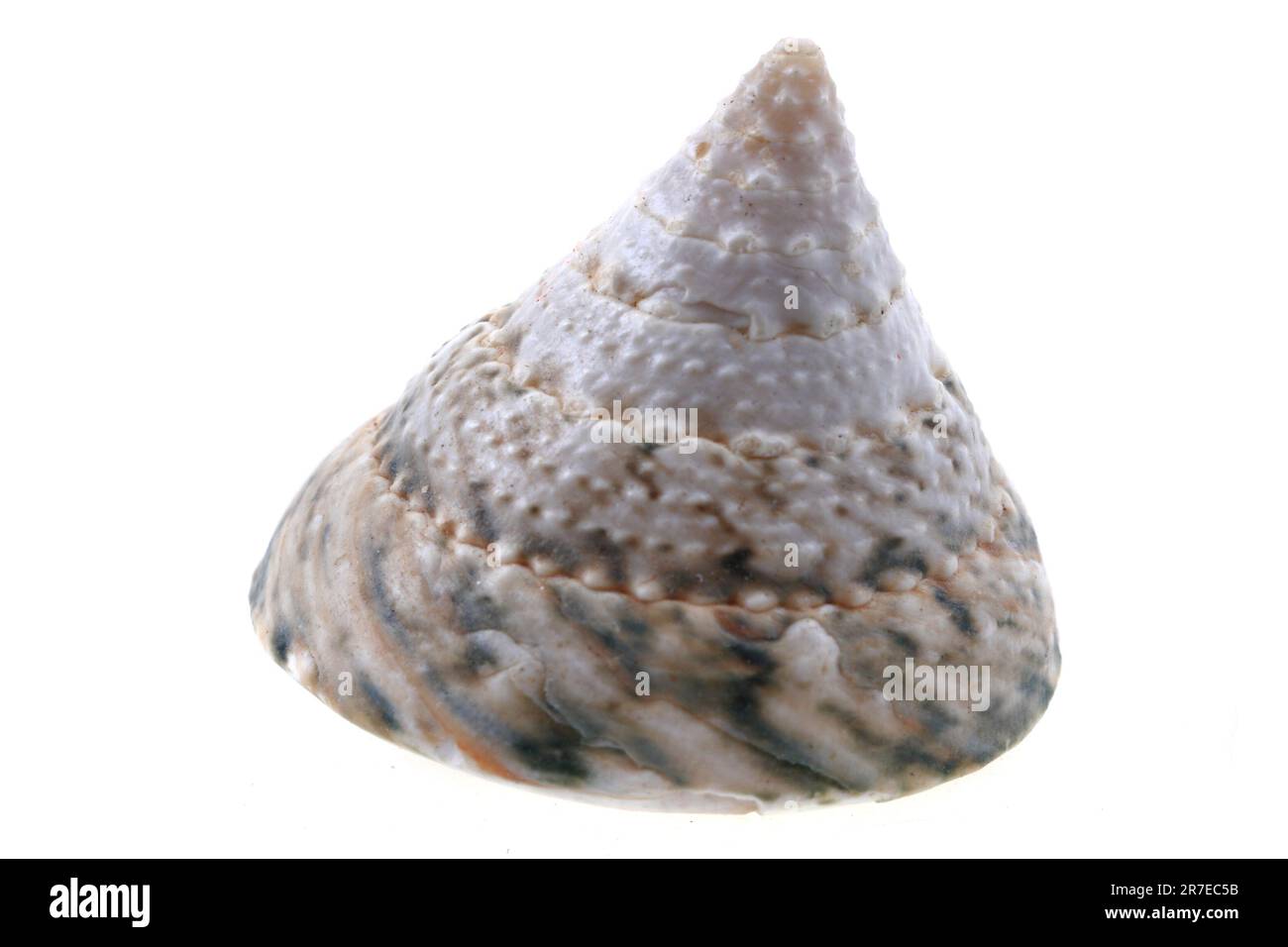 sea shell isolated on the white background Stock Photo - Alamy