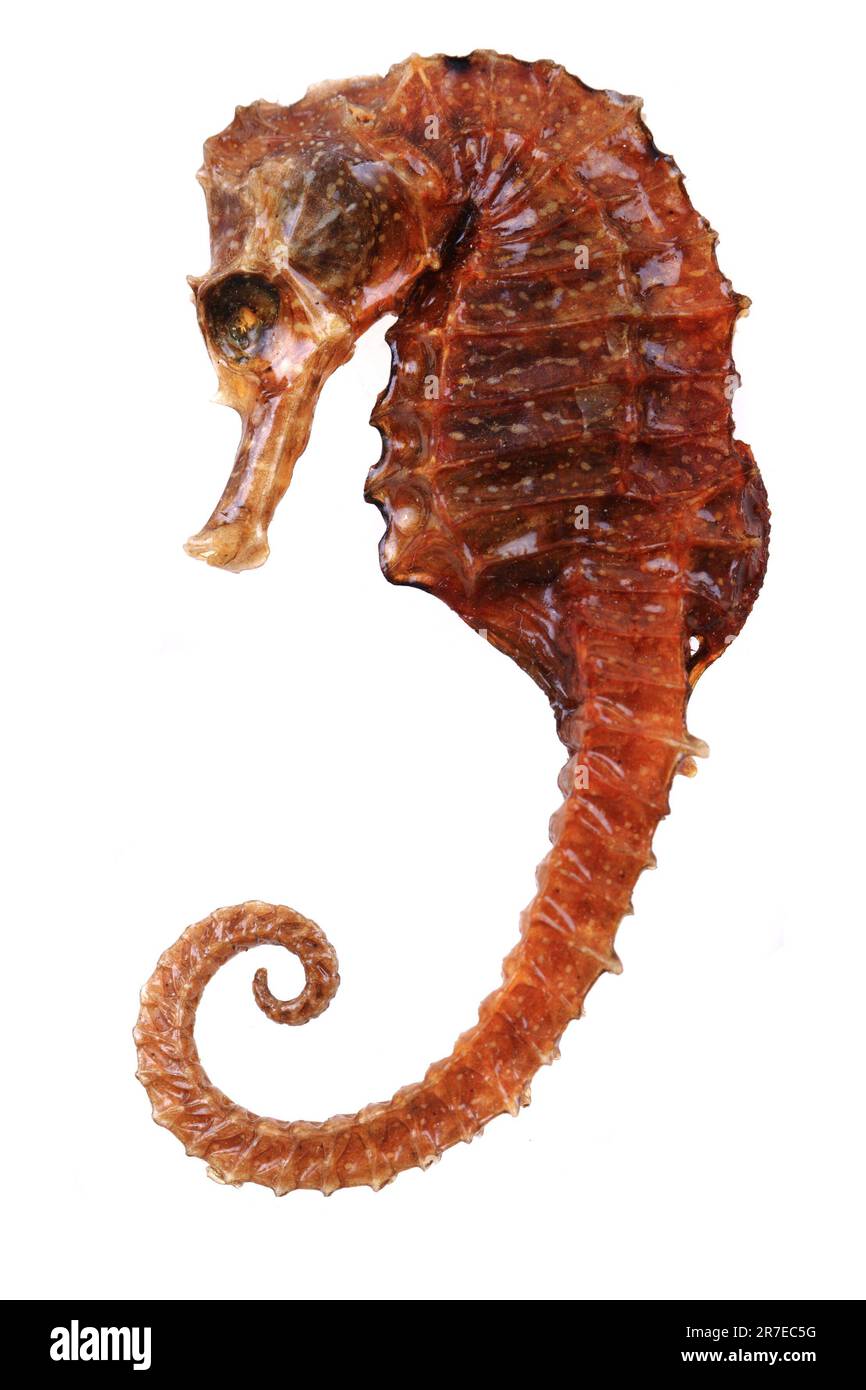 seahorse fish dried and isolated on the white background Stock Photo ...