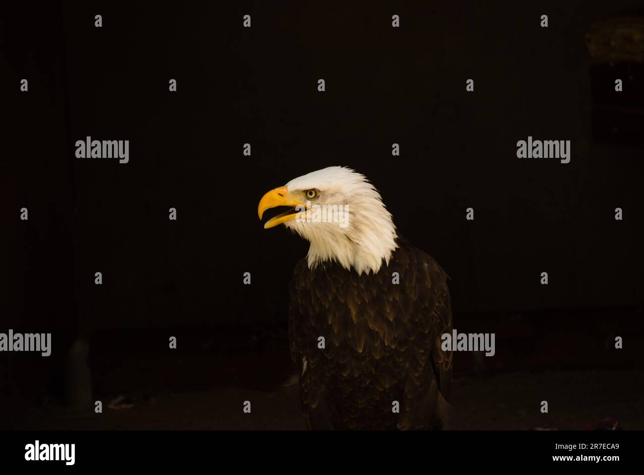 A majestic bald eagle on a tree branch in a shadowy forest, silhouetted ...