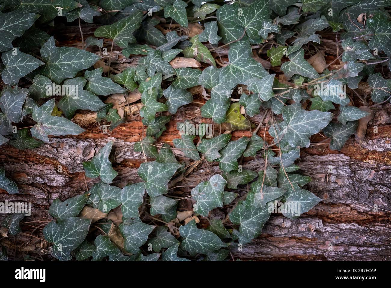 Granular material, solid wood with a structural surface for design ...