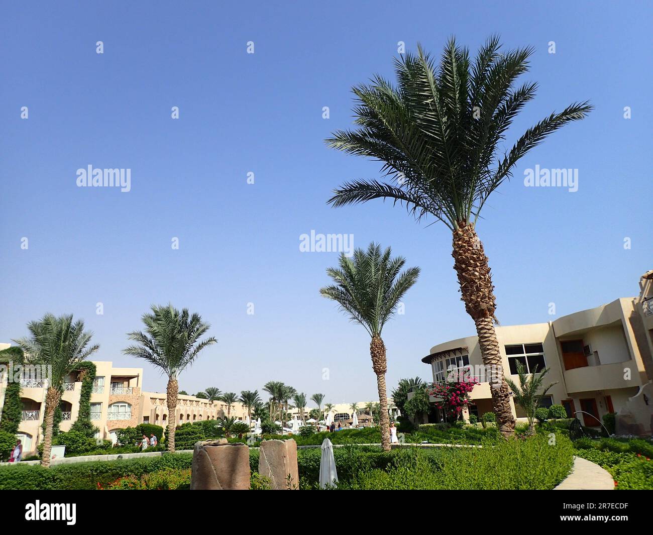 egypt palm tree park as nice natural background Stock Photo - Alamy