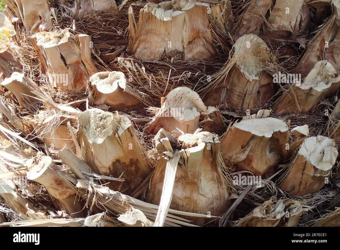 palm tree trunk texture as very nice background Stock Photo - Alamy