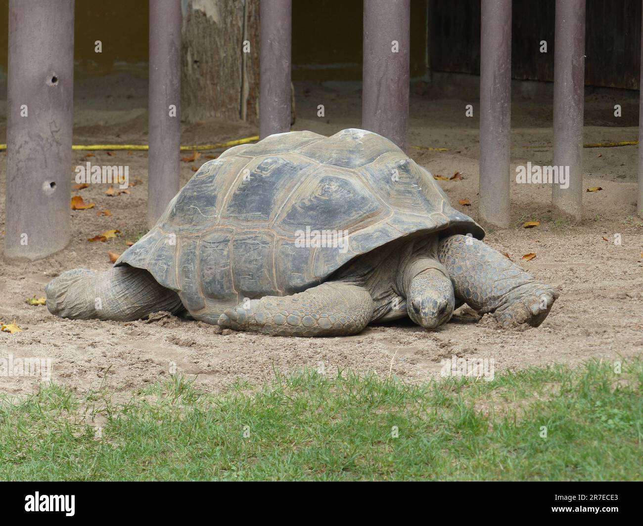 An Abingdon elephant tortoise turtle is featured in a zoo Stock Photo ...