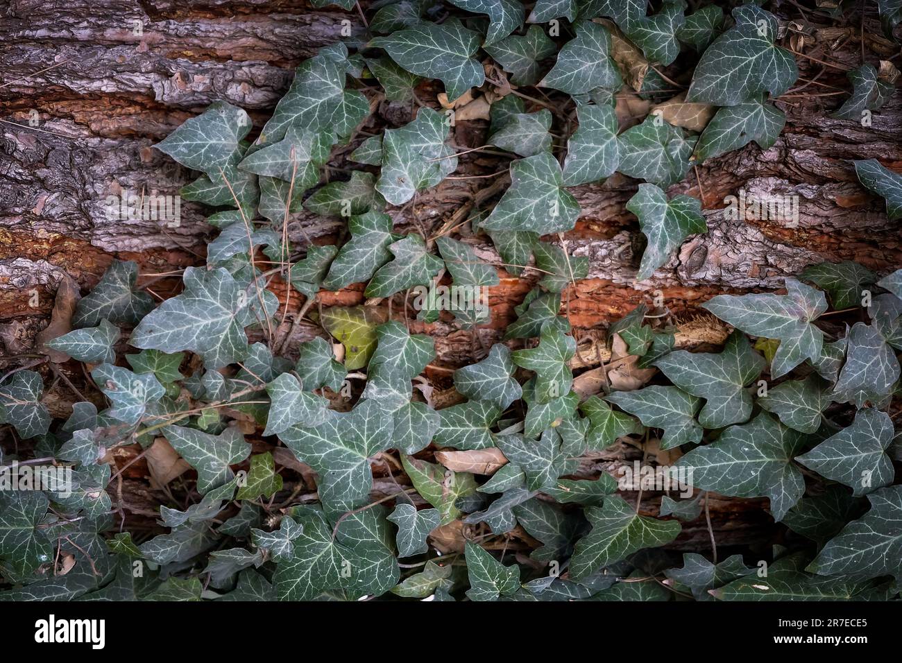 Granular material, solid wood with a structural surface for design ...