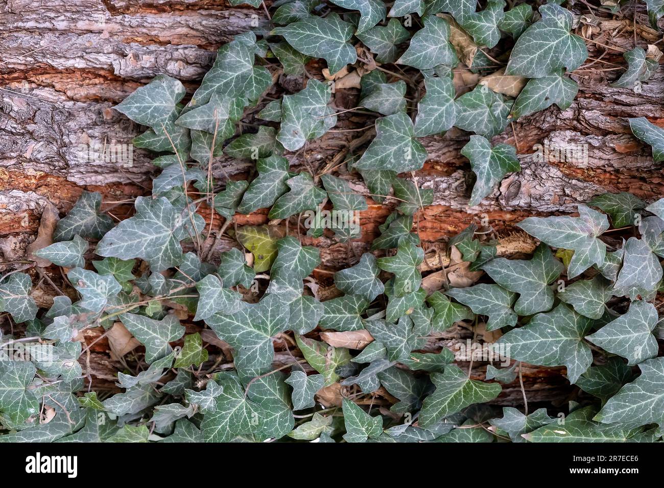 Granular material, solid wood with a structural surface for design ...