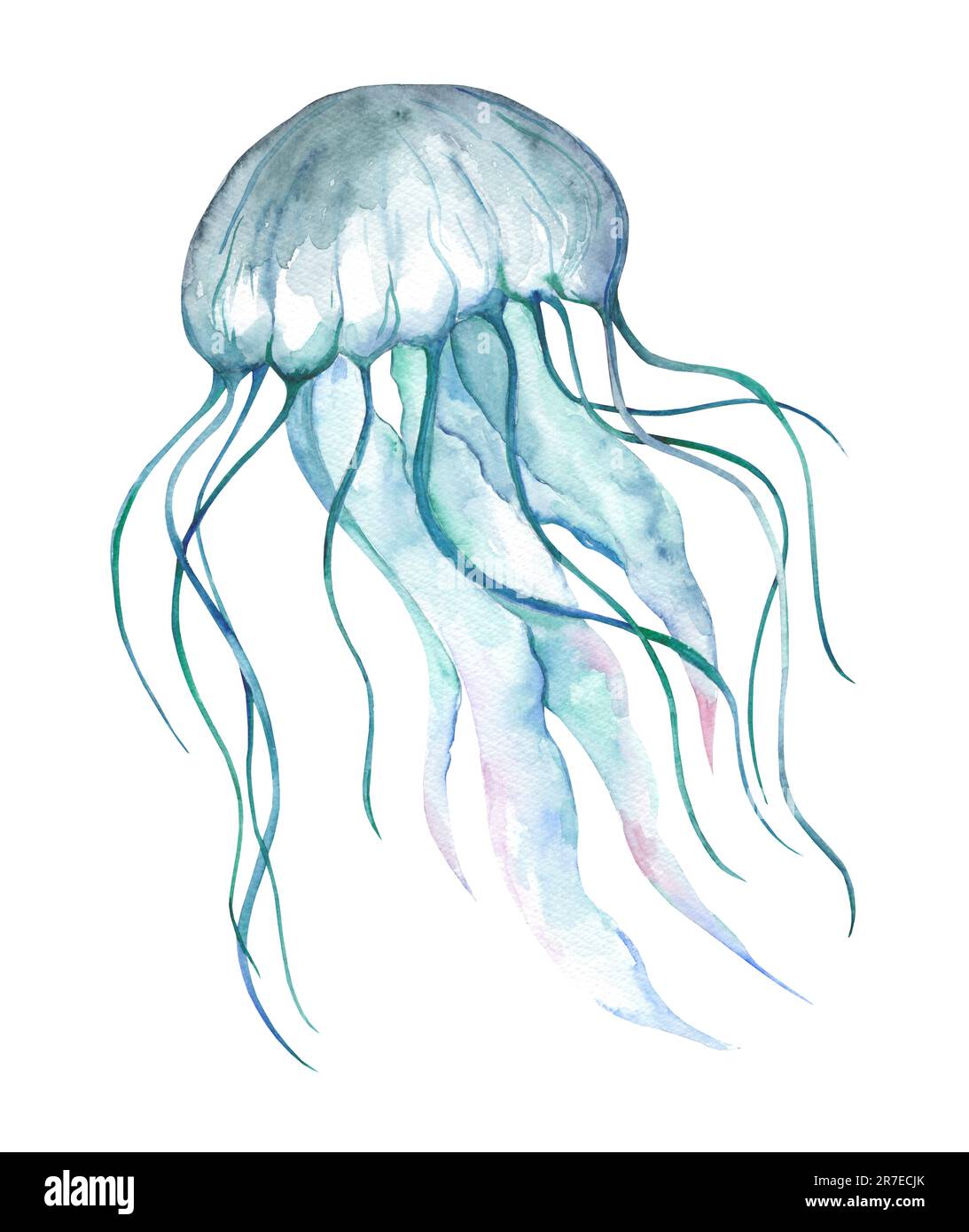 Realistic watercolor drawing of blue jellyfish isolated on white ...