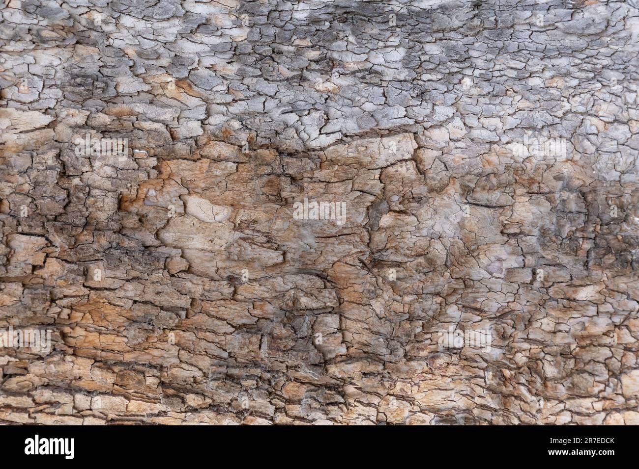 Granular material, solid wood with a structural surface for design ...