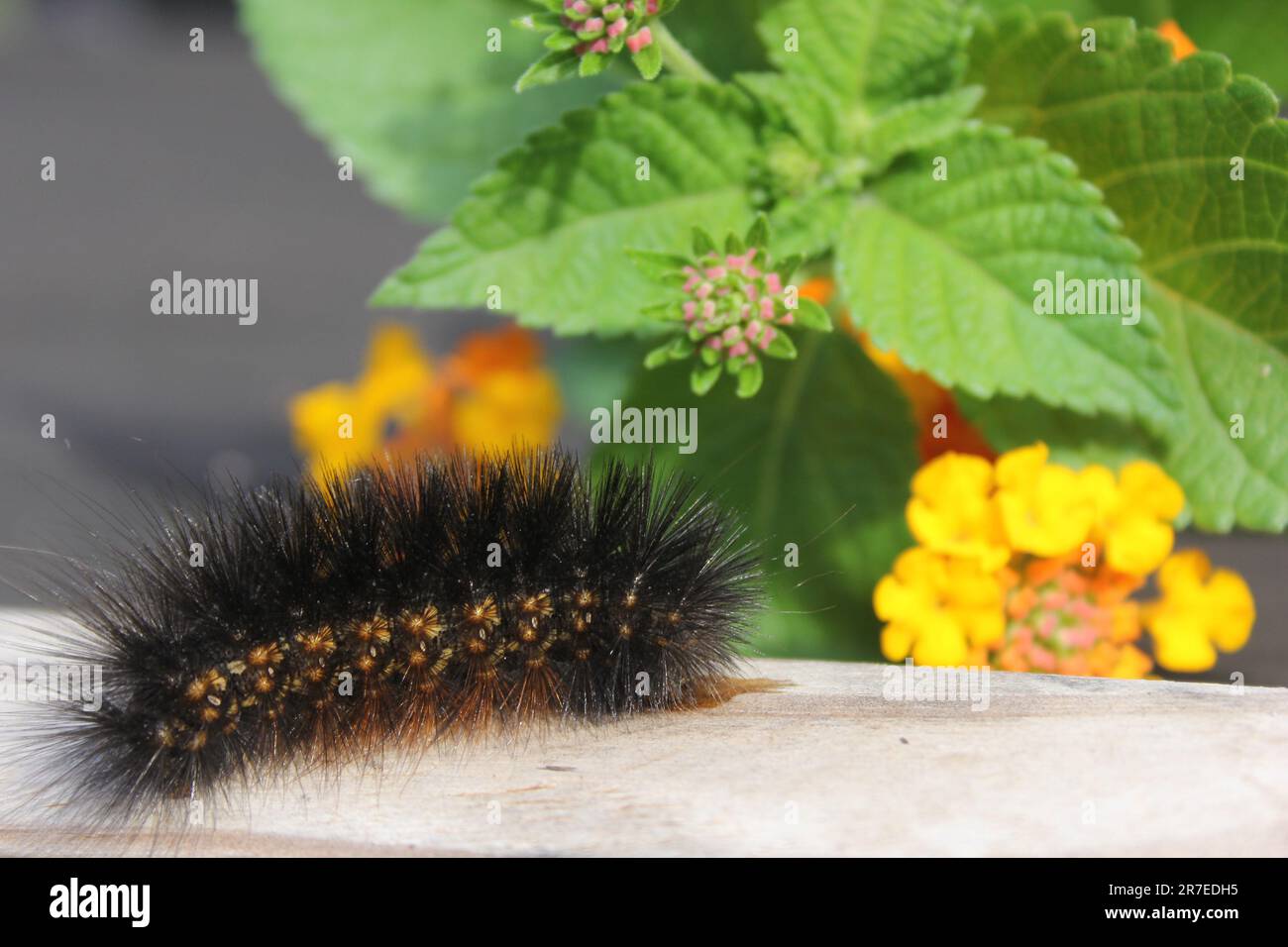 Fuzzy Caterpillar on Wooden Fence With Yellow Flowers in Background ...