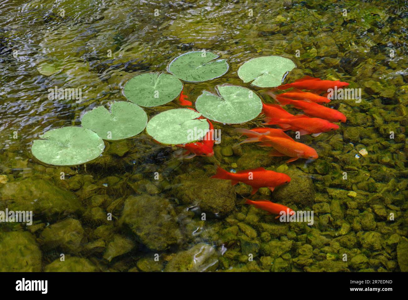 Koi Carps Fish Japanese swimming. Colorful decorative fish float in an ...
