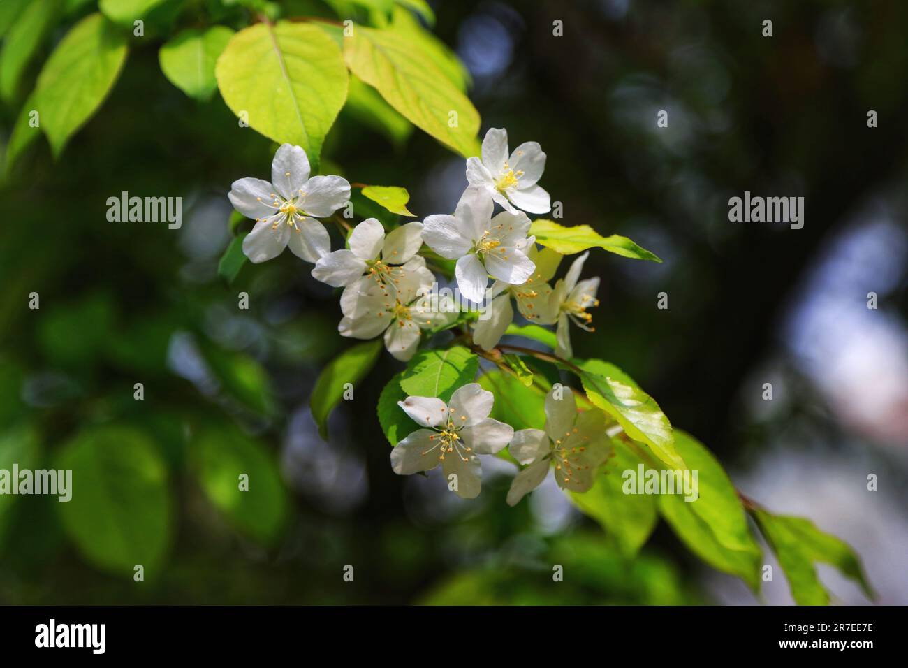 Experience the sublime beauty of white flowers blossoming in sunlit ...