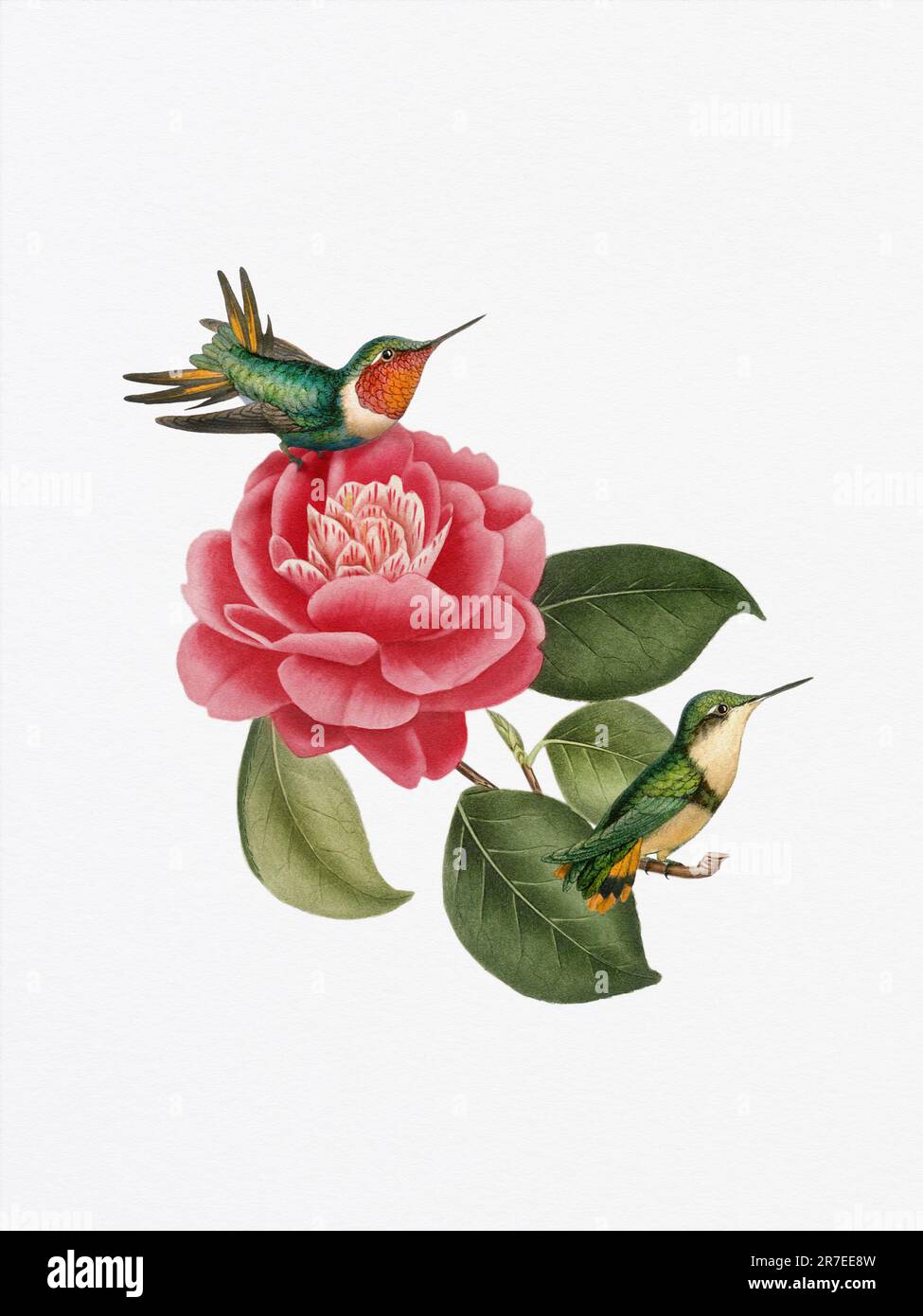 Two Hummingbirds Drawings