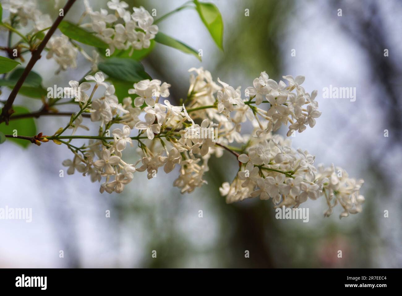 Experience the sublime beauty of white flowers blossoming in sunlit ...