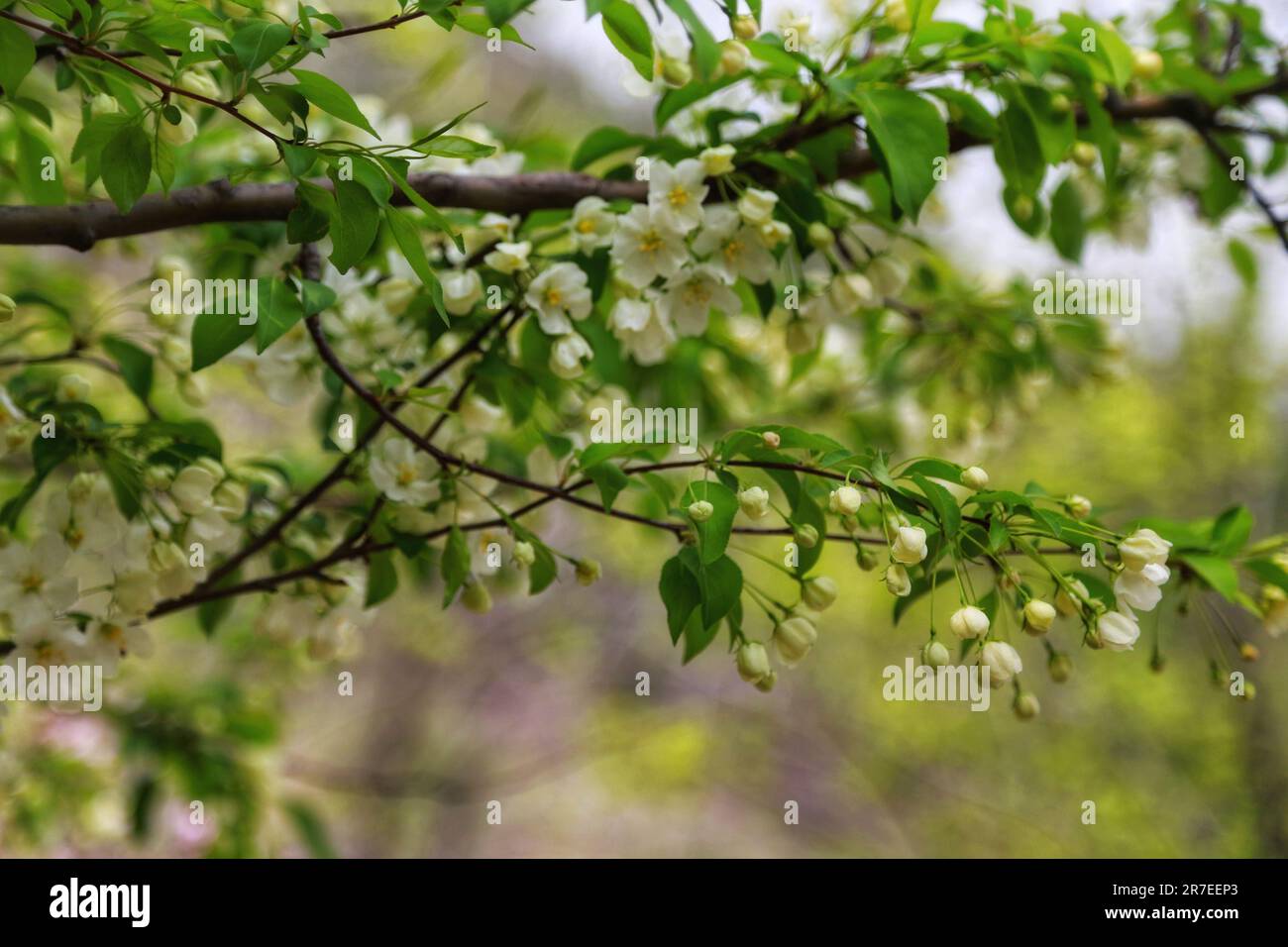 Experience the sublime beauty of white flowers blossoming in sunlit ...