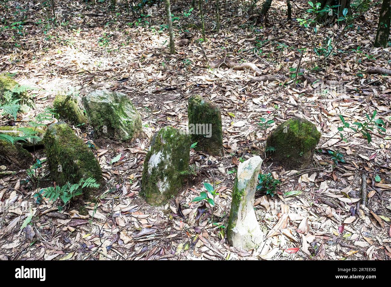 Khasi sacred grove Stock Photo - Alamy