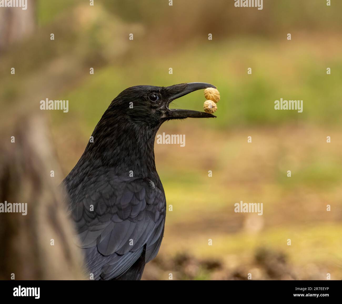 A black carrion crow with two nuts in its beak Stock Photo - Alamy