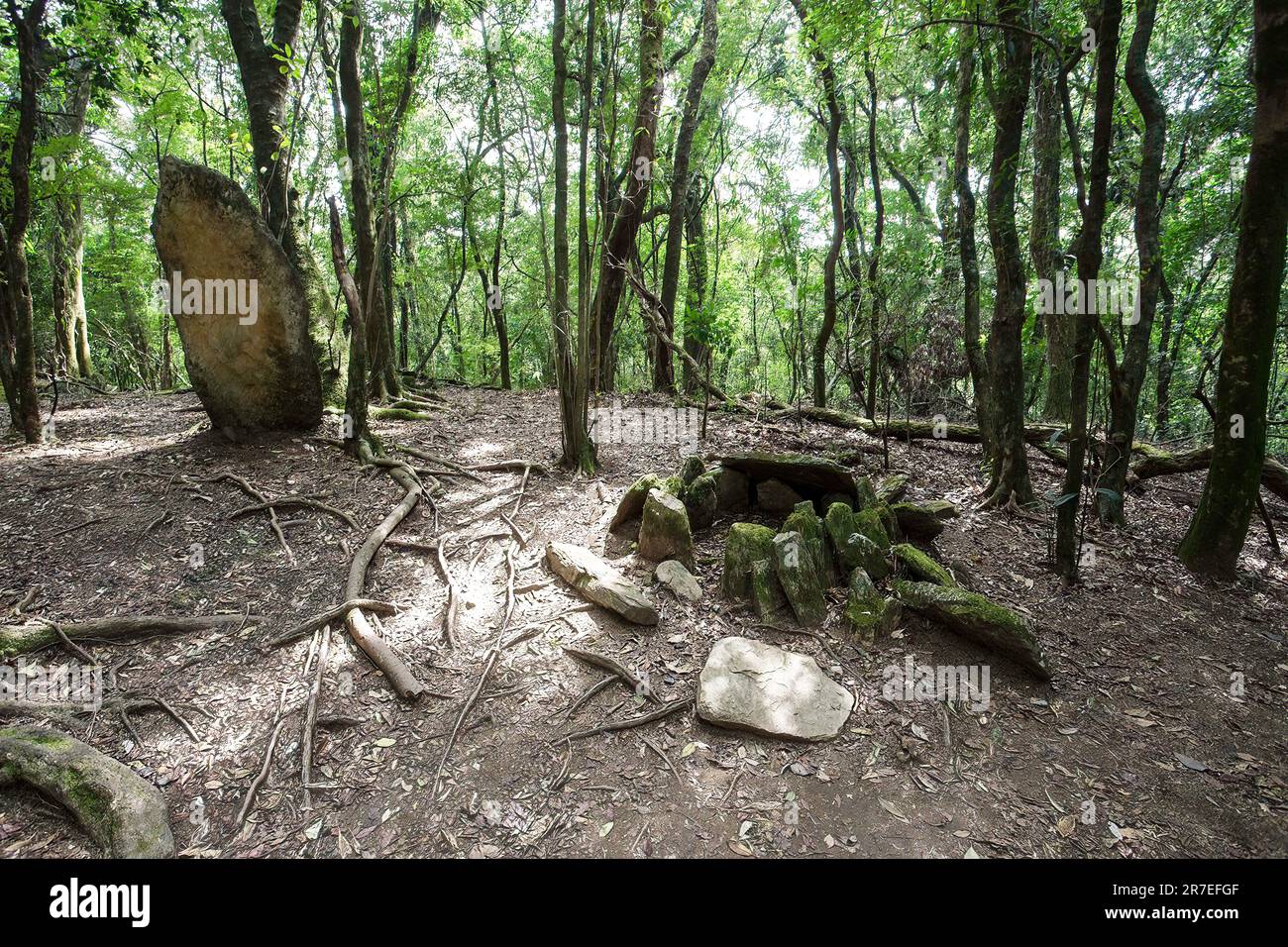 Khasi sacred grove Stock Photo - Alamy