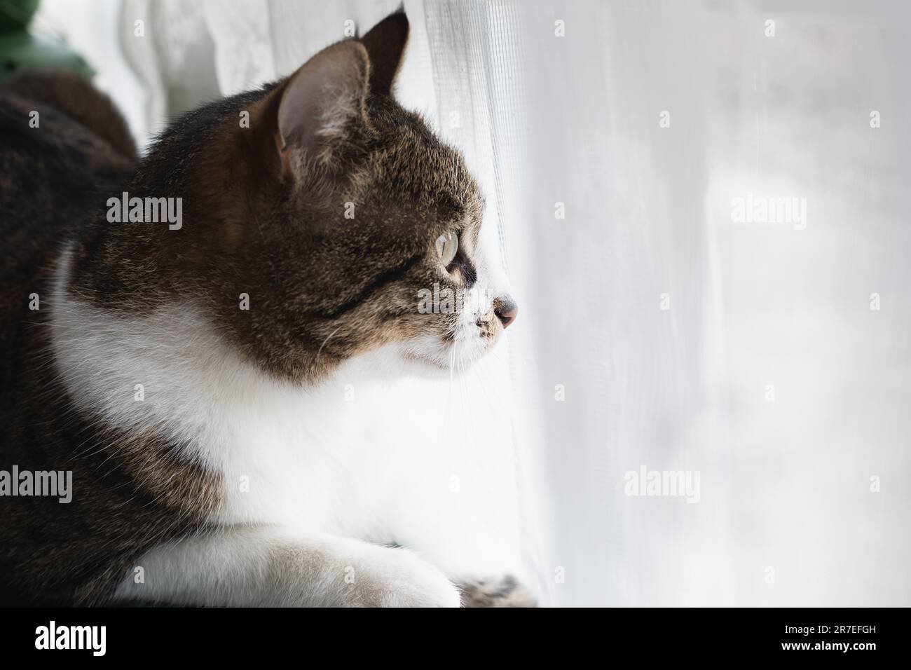 Cute pet cat watching out the window. Head close-up. Cat sits on the ...